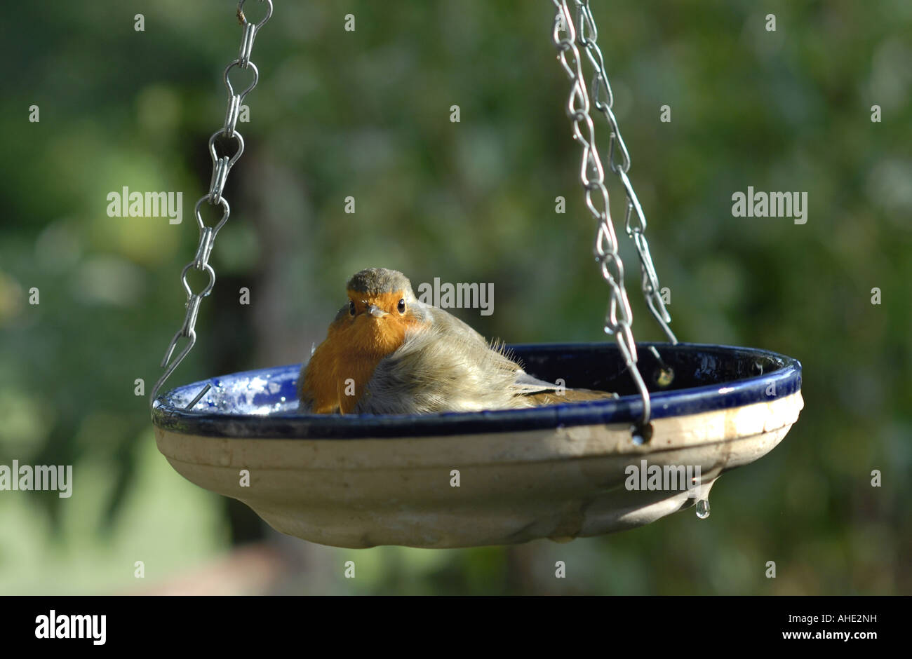 A robin enjoys a dip in a garden bird bath hanging from a tree in ...