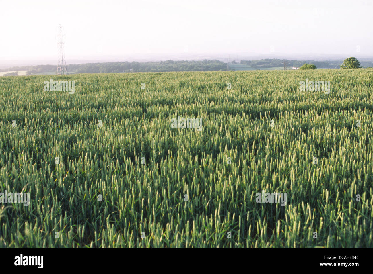 Uk Hampshire Field Corn Stock Photo - Alamy
