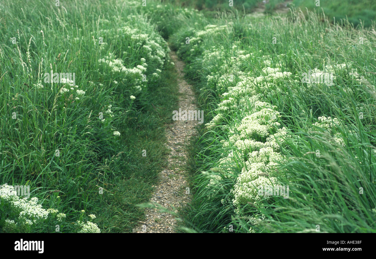 UK Hampshire Langstone Harbour Coastal Path Stock Photo - Alamy