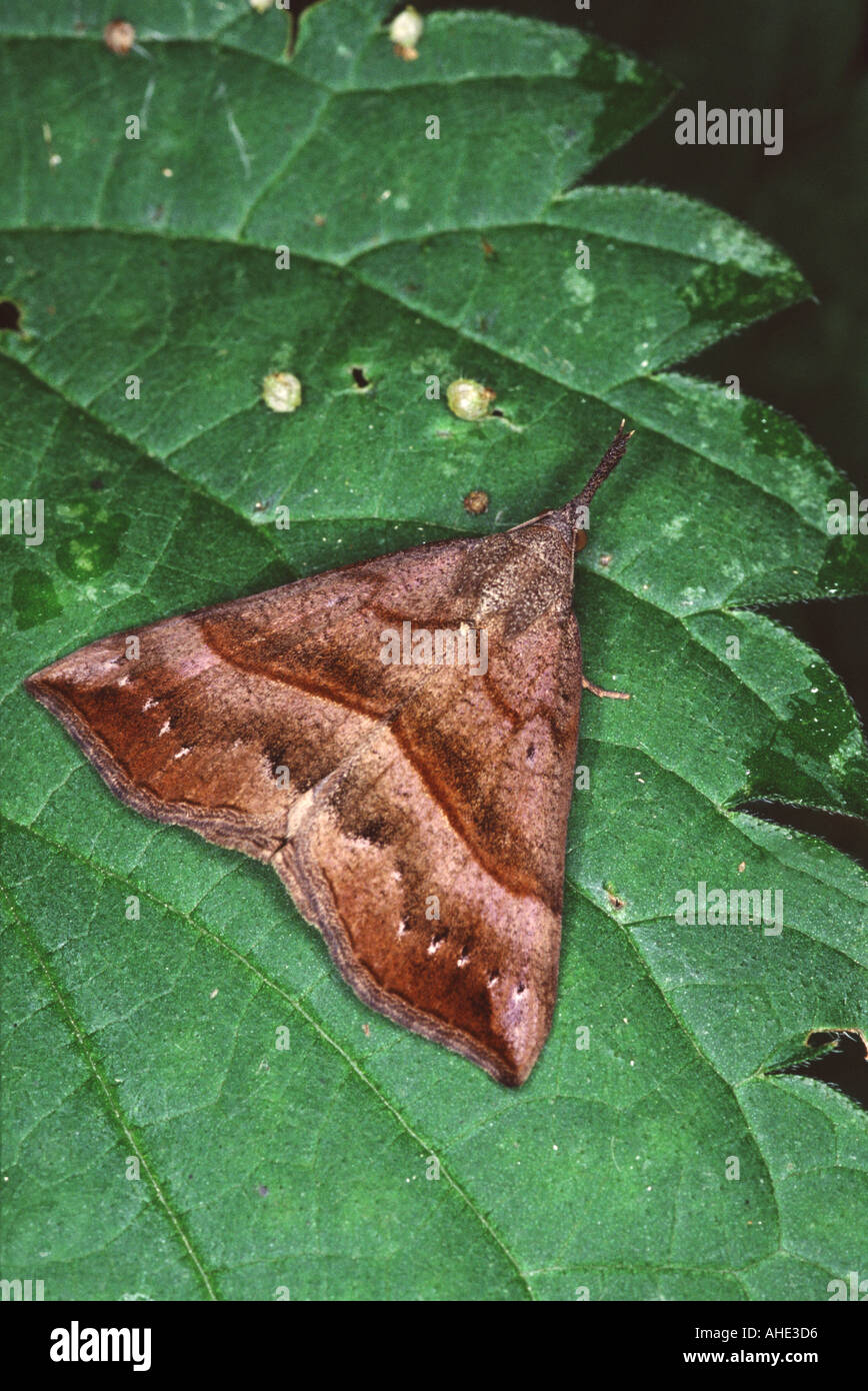 The Snout moth Hypena proboscidalis Stock Photo - Alamy