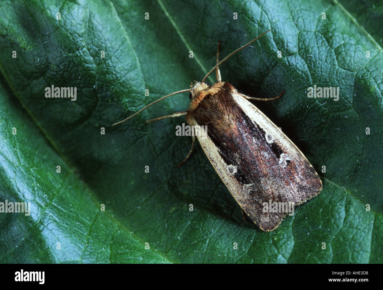 Flame Shoulder Ochropleura plecta Stock Photo - Alamy