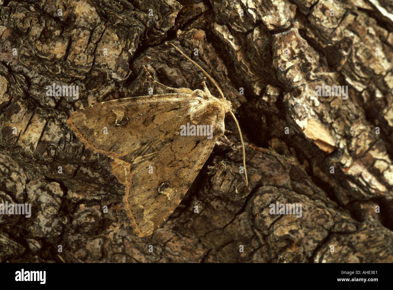 Rustic Shoulder Knot Apamea sordens Stock Photo - Alamy