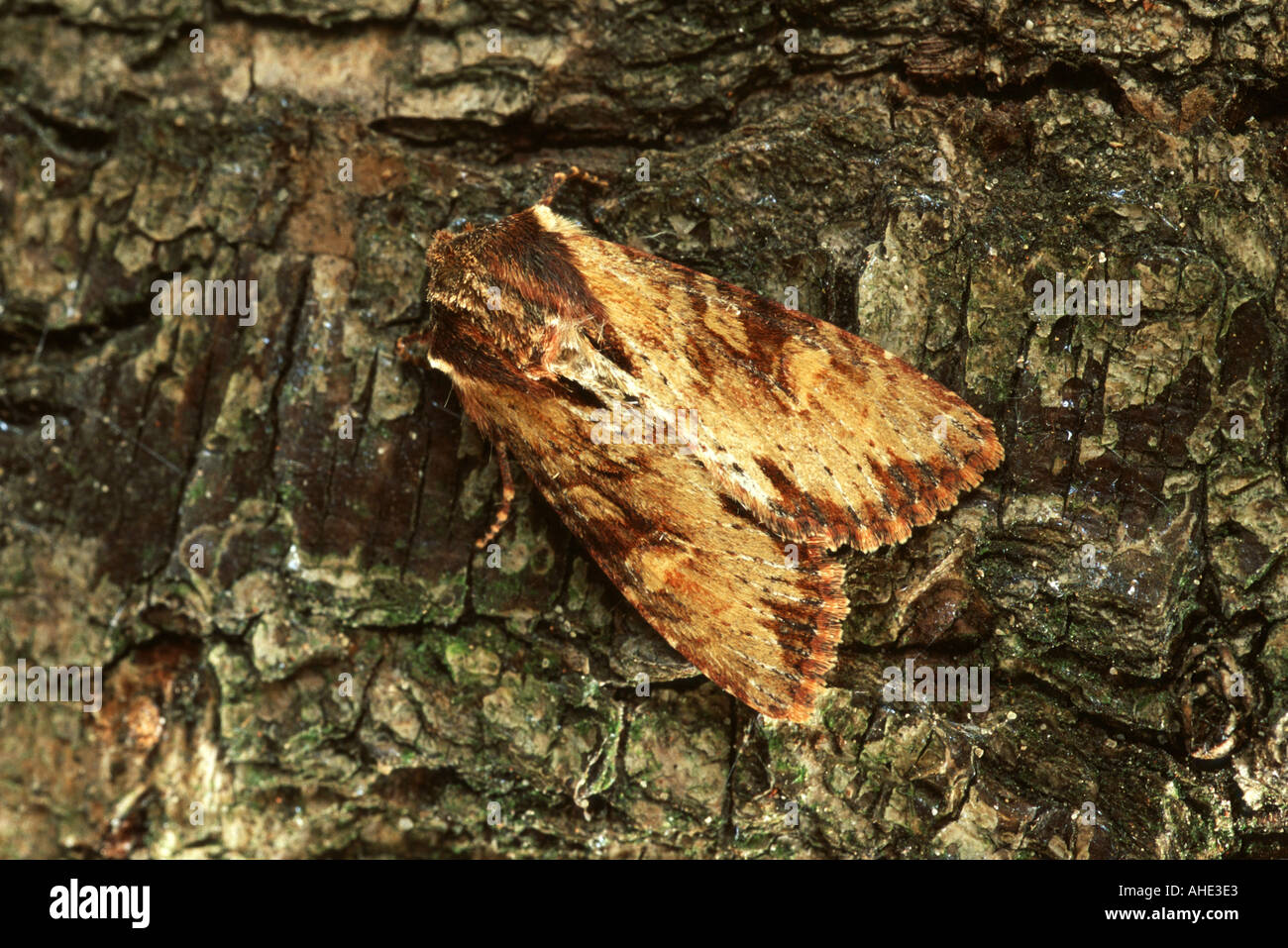 Clouded Bordered Brindle Apamea crenata Stock Photo - Alamy