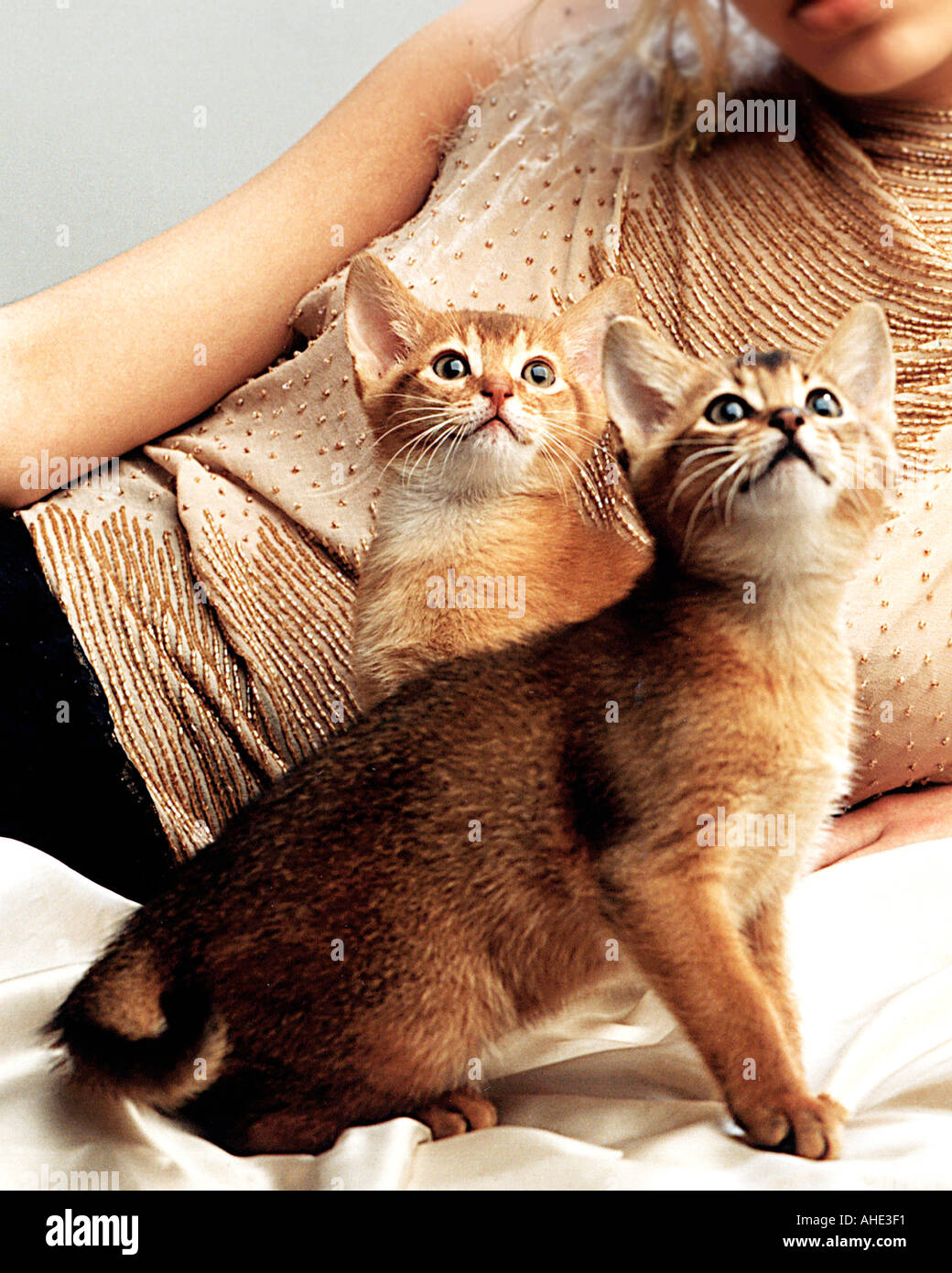 Woman and cats Stock Photo - Alamy