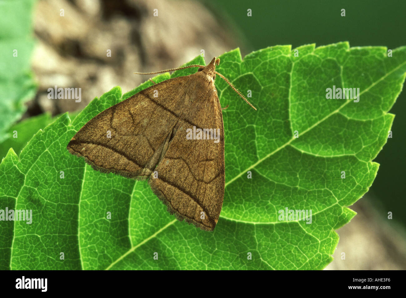 Small Fan Foot Hypena grisealis Stock Photo - Alamy