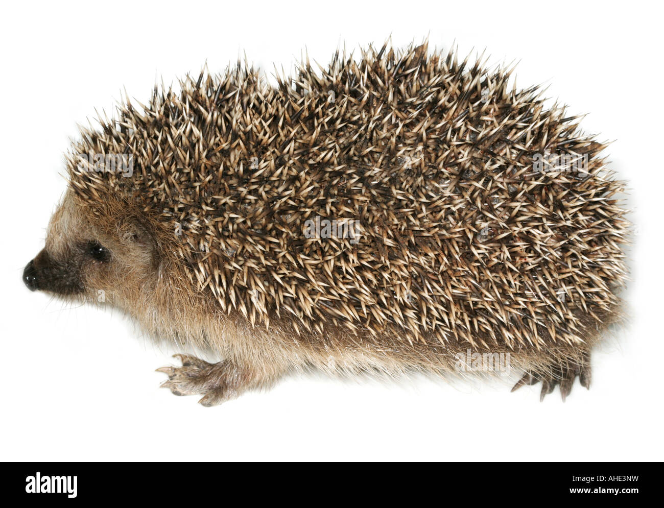 Hedgehog hi-res stock photography and images - Alamy