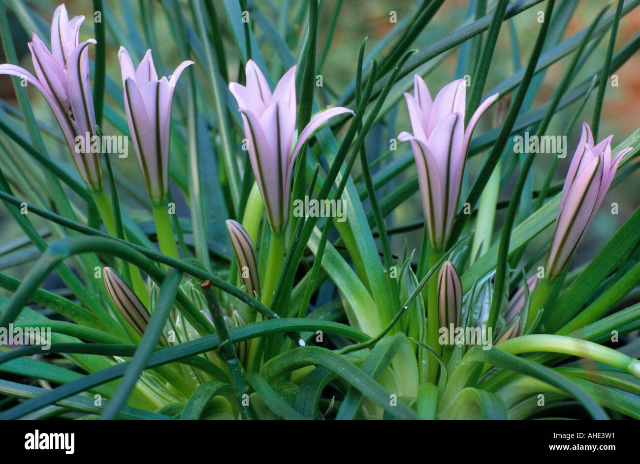 Asphodelus acaulis hi-res stock photography and images - Alamy