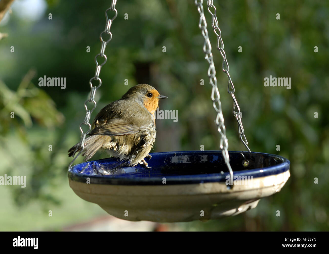 Robin in a bath hi-res stock photography and images - Alamy