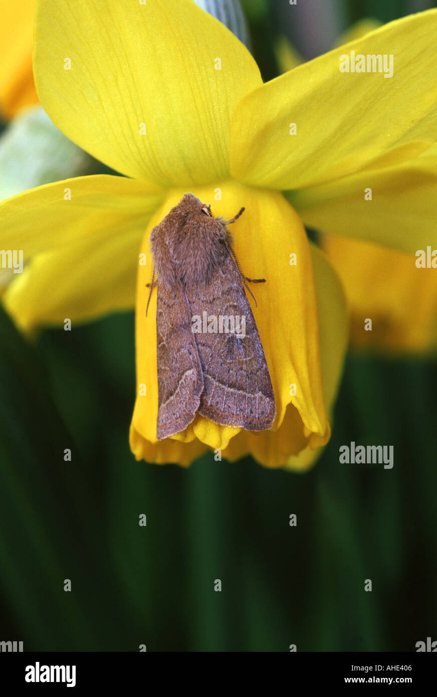 Common Quaker Orthosia cerasi Stock Photo - Alamy