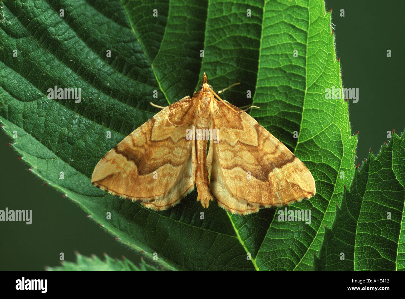 Spinach moth hi-res stock photography and images - Alamy