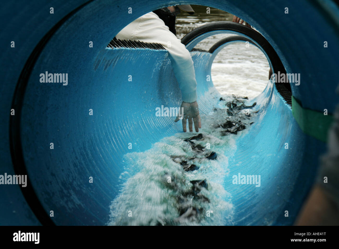 Young salmon fry hi-res stock photography and images - Alamy