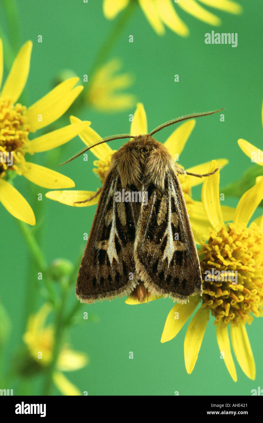 Antler Moth Cerapteryx graminis Stock Photo - Alamy