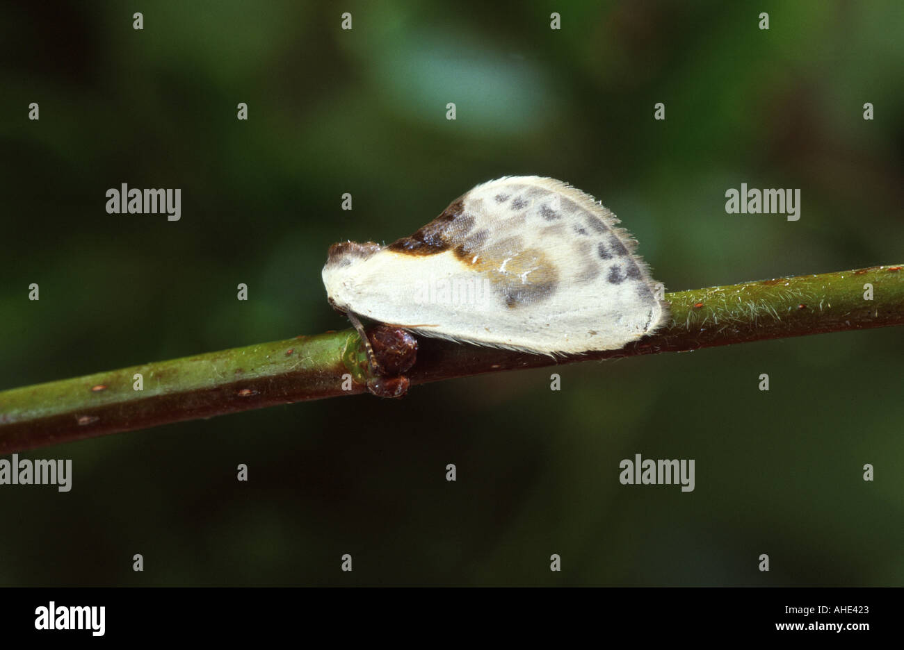 Chinese Character Moth Stock Photos & Chinese Character Moth Stock ...