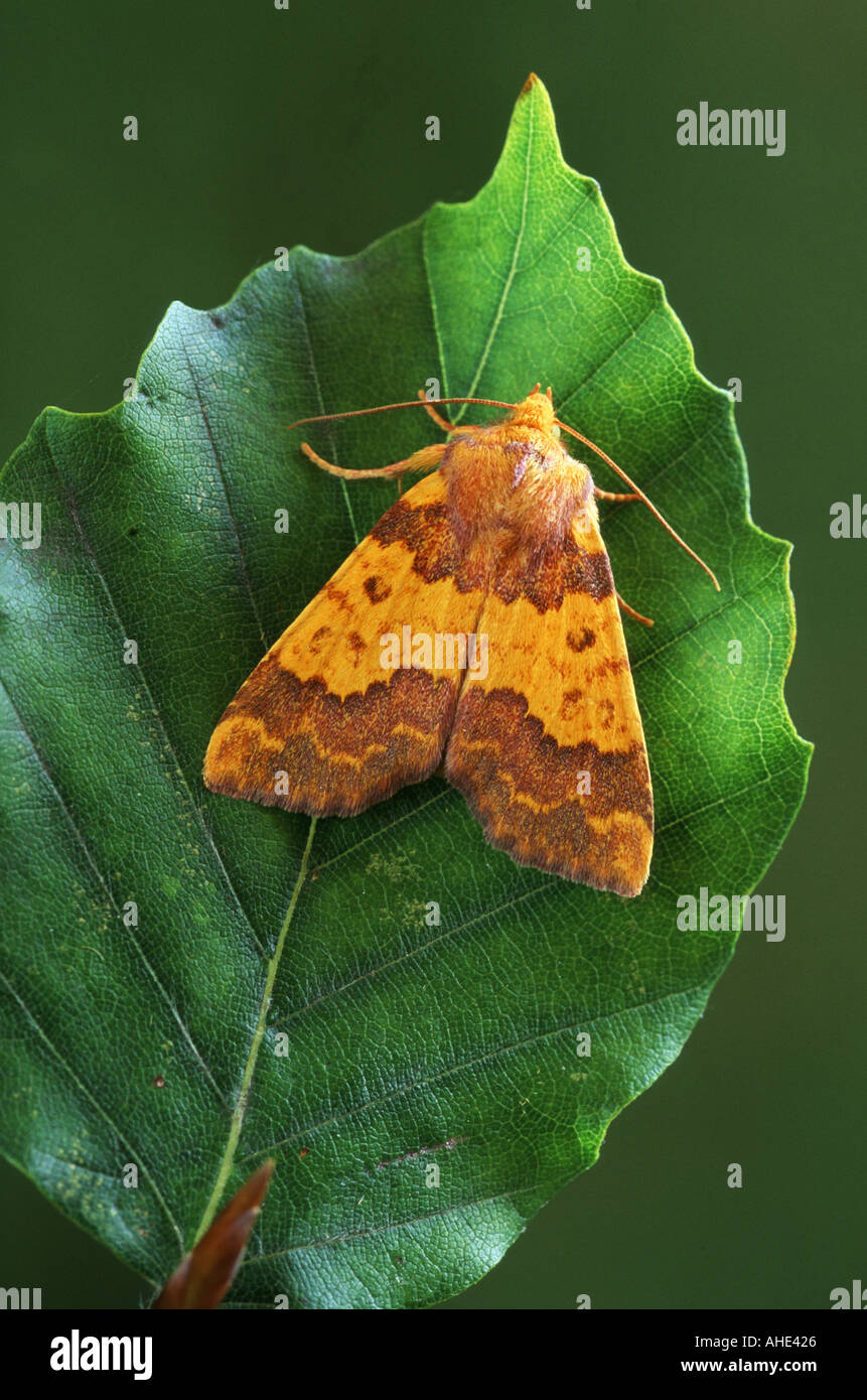 Xanthia hi-res stock photography and images - Alamy