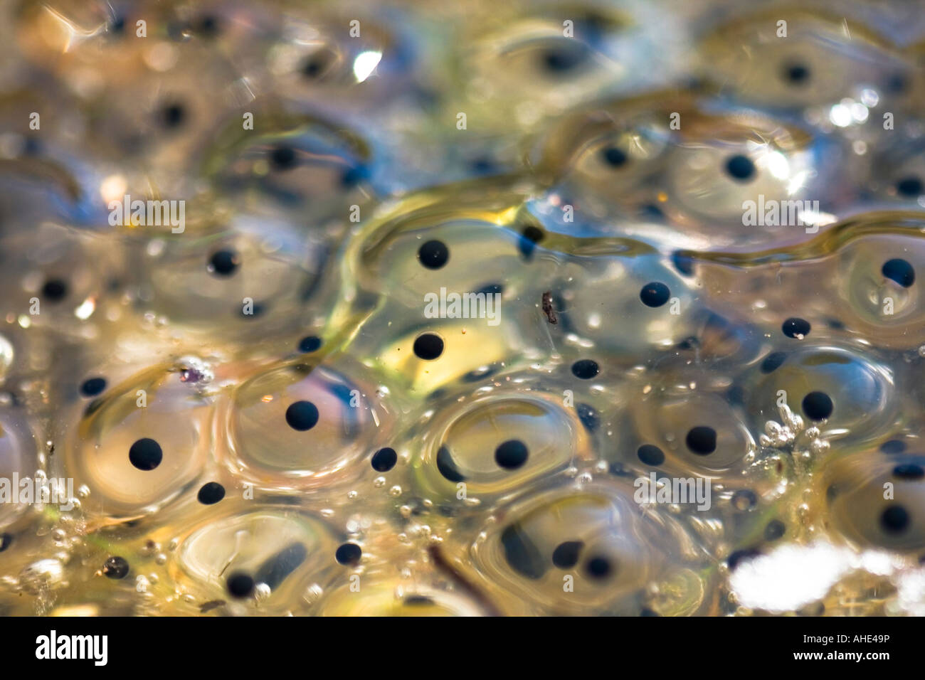 Tail with eggs hi-res stock photography and images - Alamy