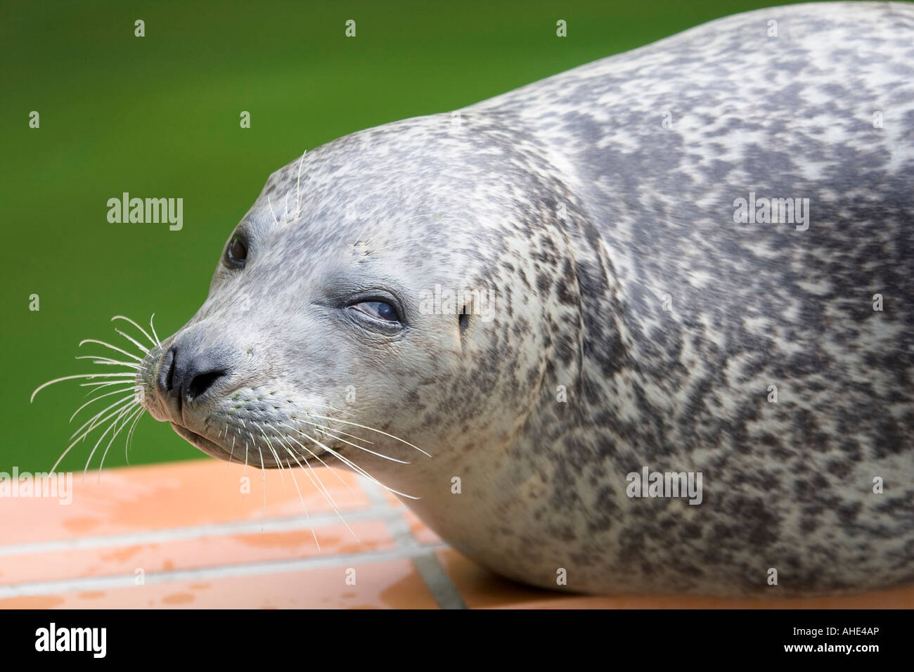 Head of a seal Stock Photo - Alamy