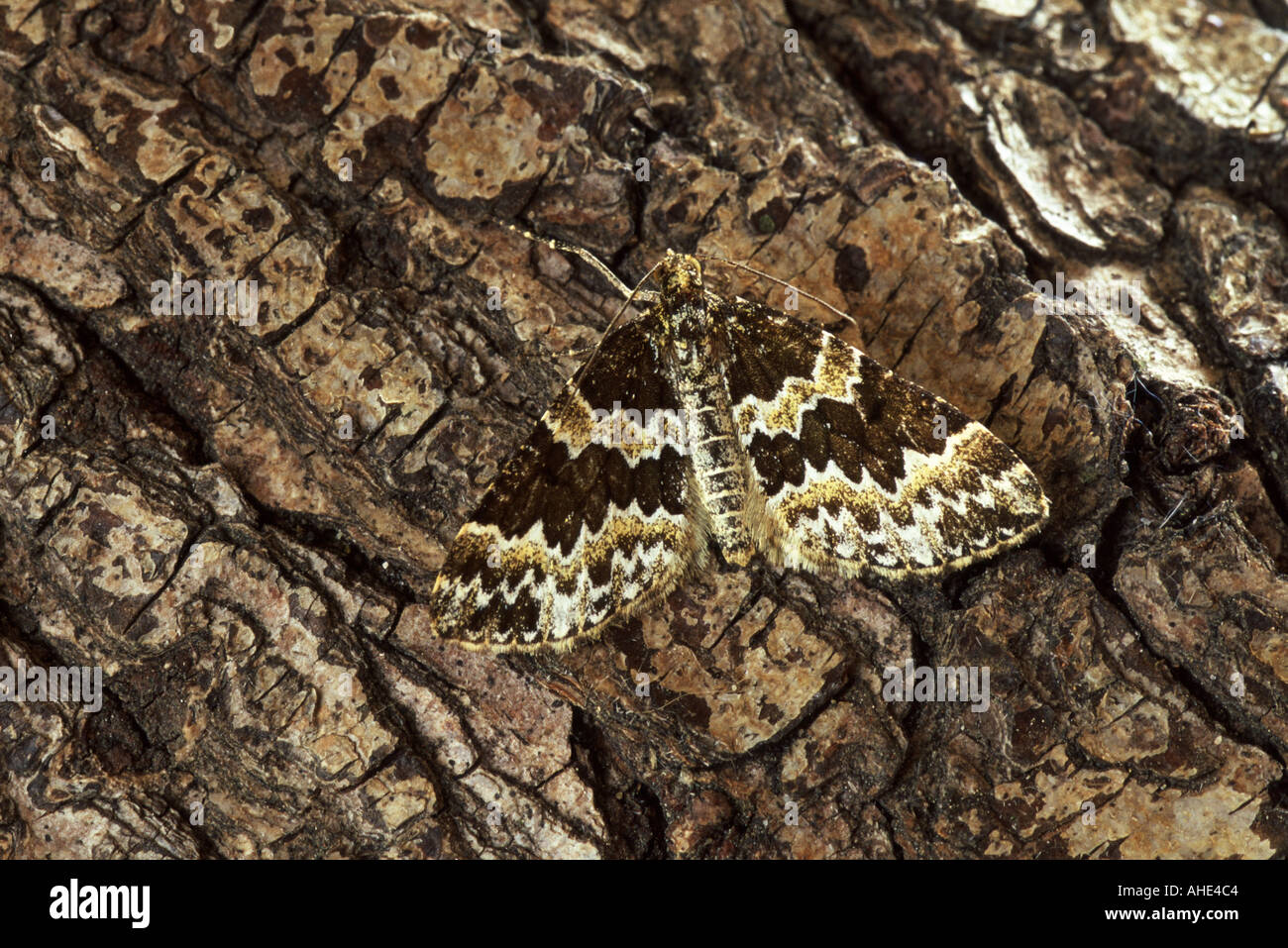 Broken barred carpet hi-res stock photography and images - Alamy
