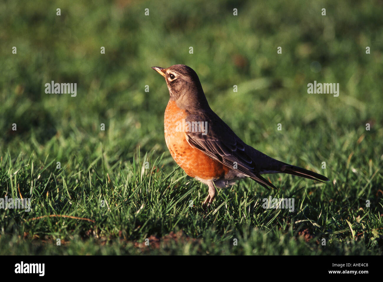 American Robin Turdus migratorius Stock Photo - Alamy