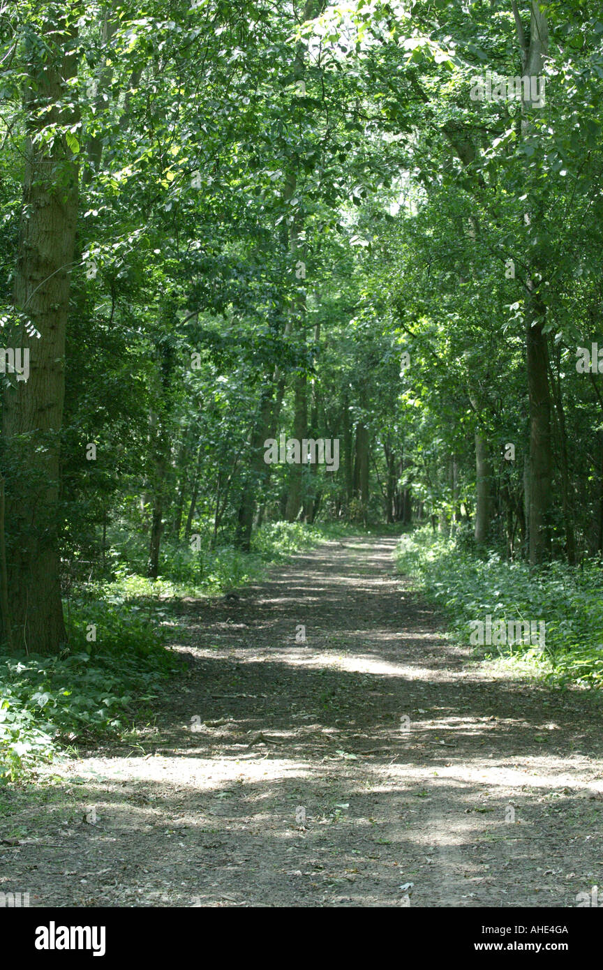 a country path through woodland in July sunshine Stock Photo - Alamy
