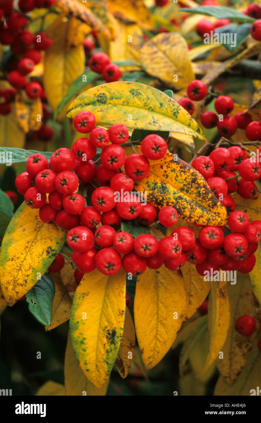 Cotoneaster frigidus Cornubia autumn berries and foliage Stock Photo ...