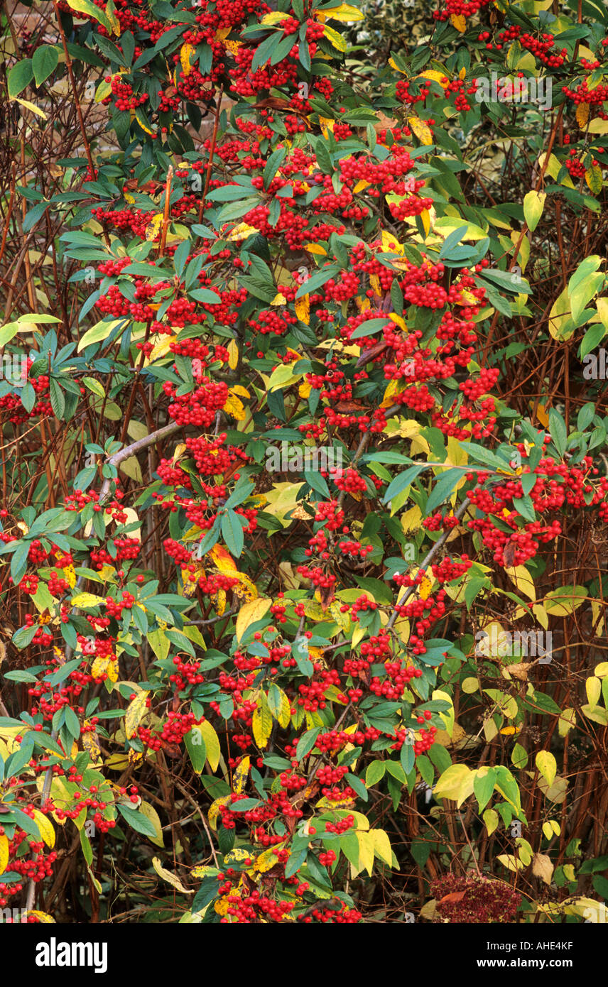 Cotoneaster Frigidus High Resolution Stock Photography and Images - Alamy