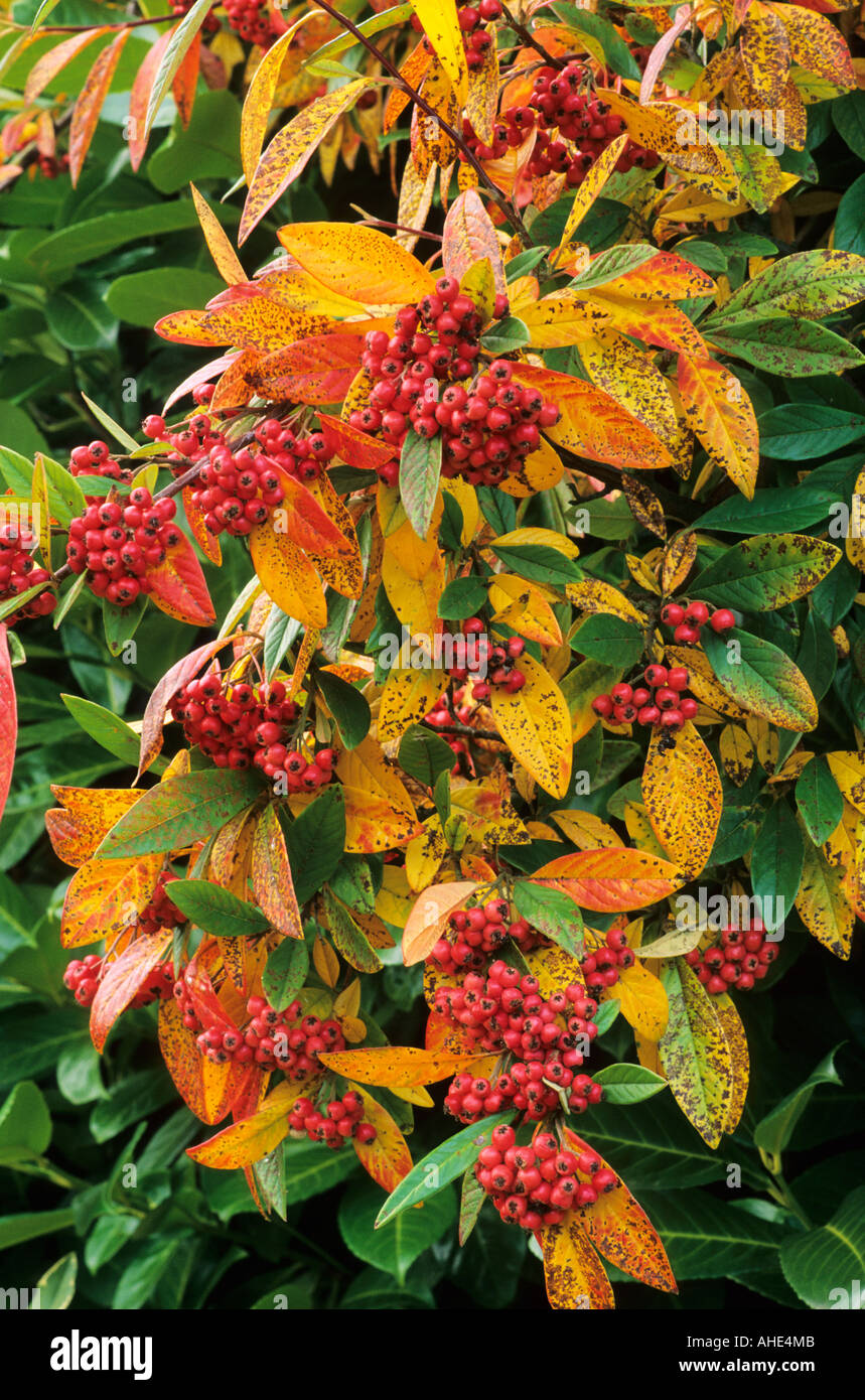 Cotoneaster Frigidus Cornubia High Resolution Stock Photography and ...