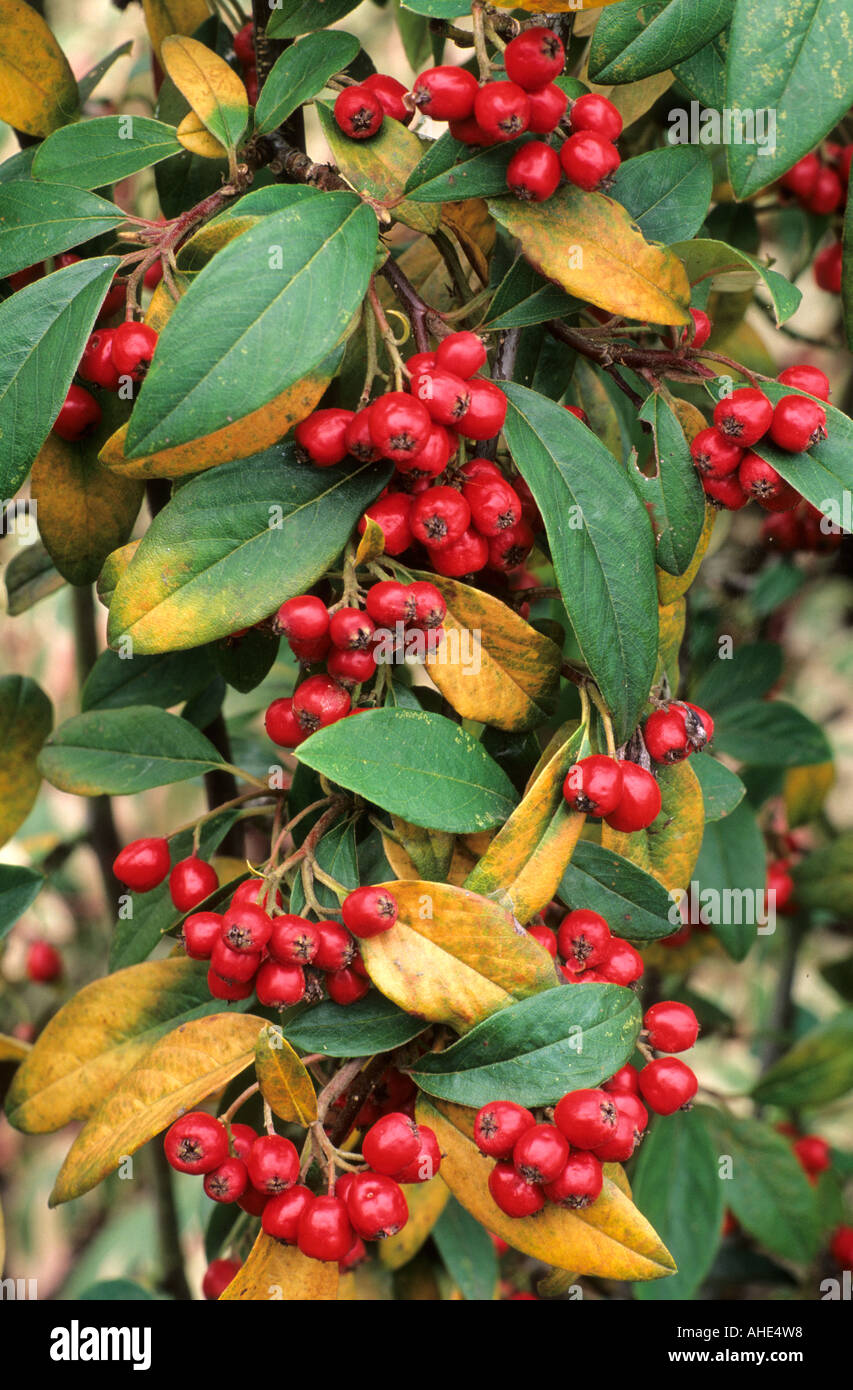 Cotoneaster salicifolius hi-res stock photography and images - Alamy