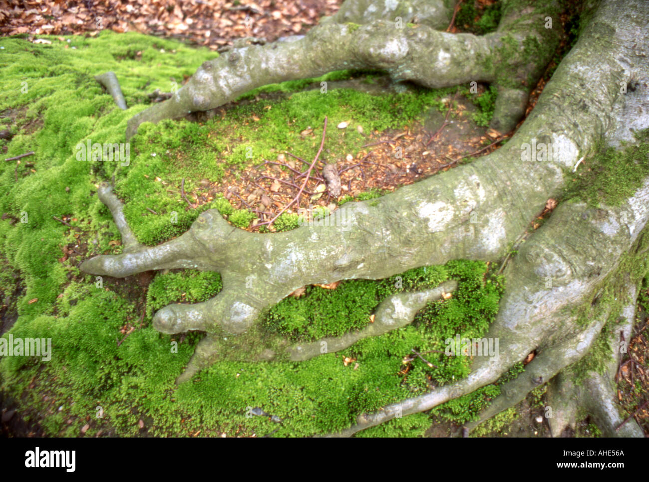 Sprawling roots hi-res stock photography and images - Alamy