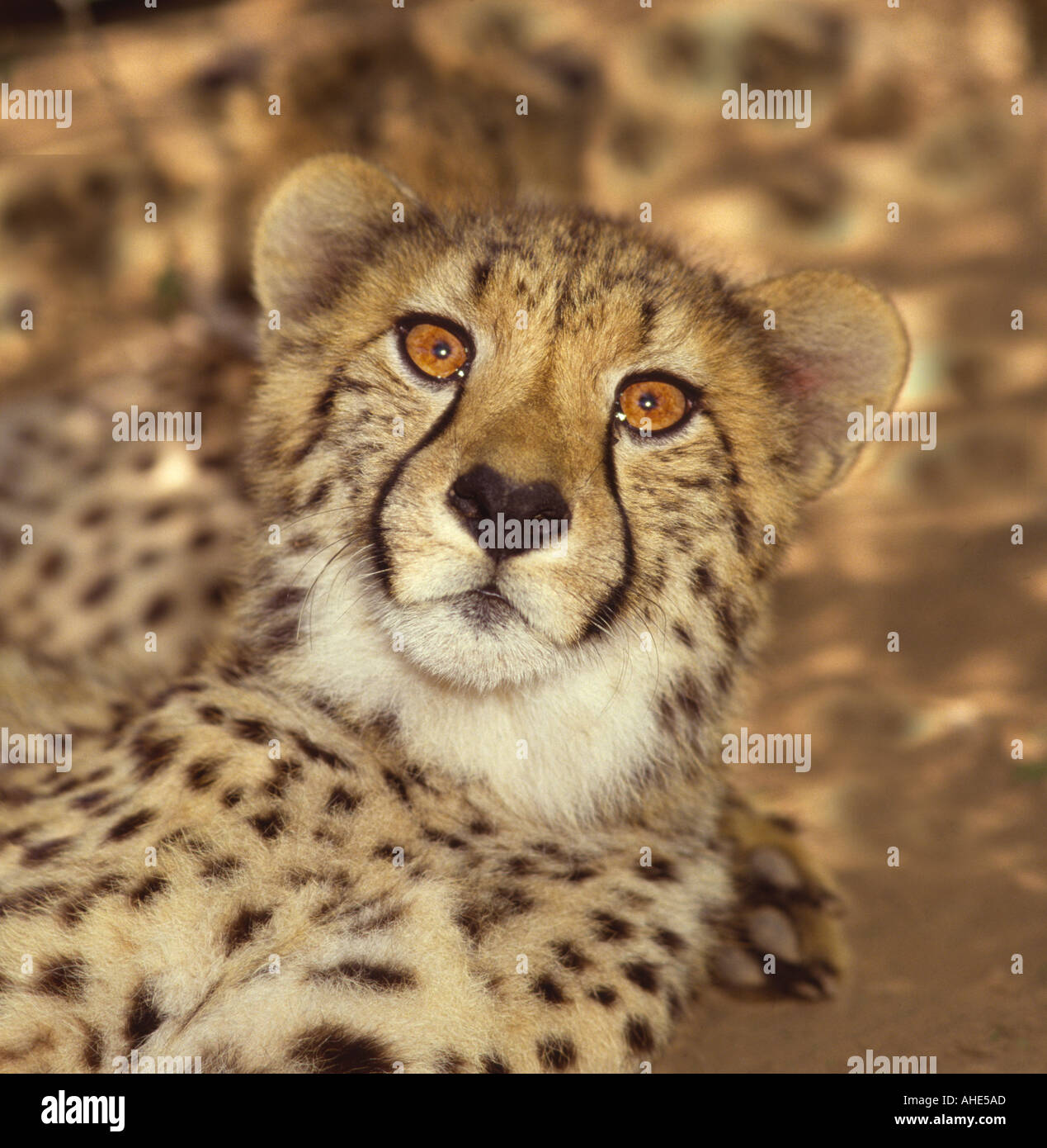 Cheetahland hi-res stock photography and images - Alamy