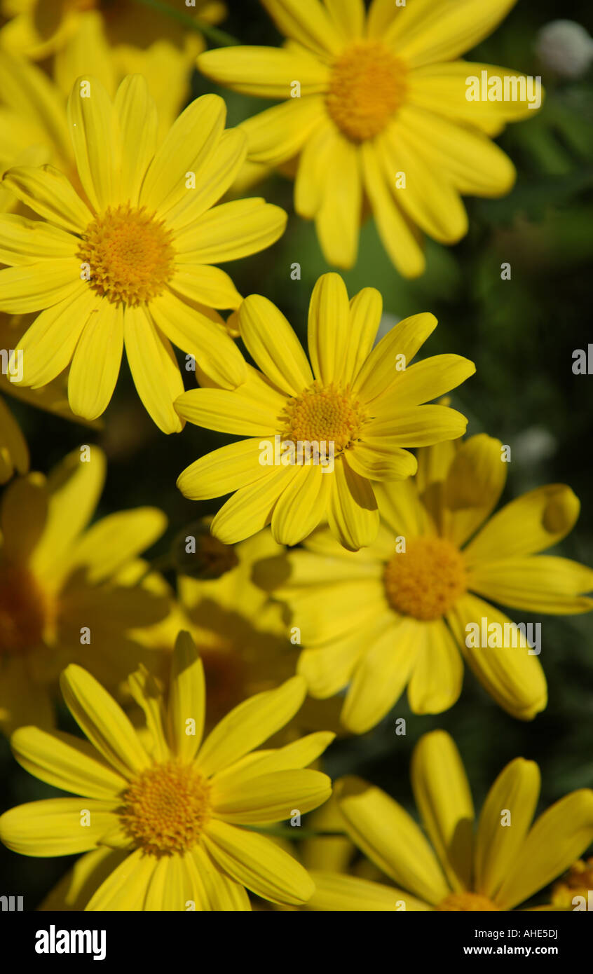 Yellow daisies in summer sunshine UK Stock Photo - Alamy