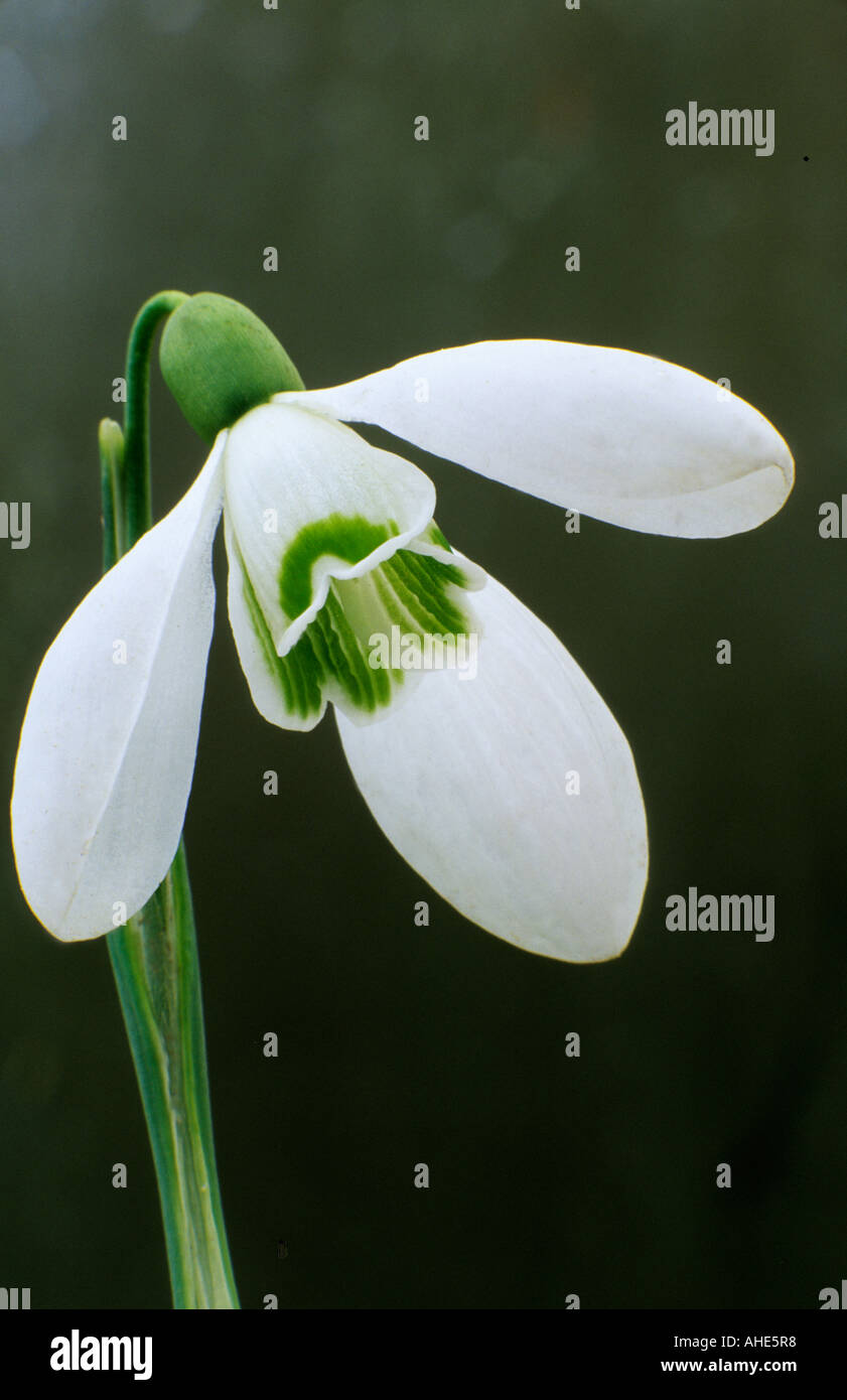 Galanthus Brenda Troyle Stock Photo - Alamy