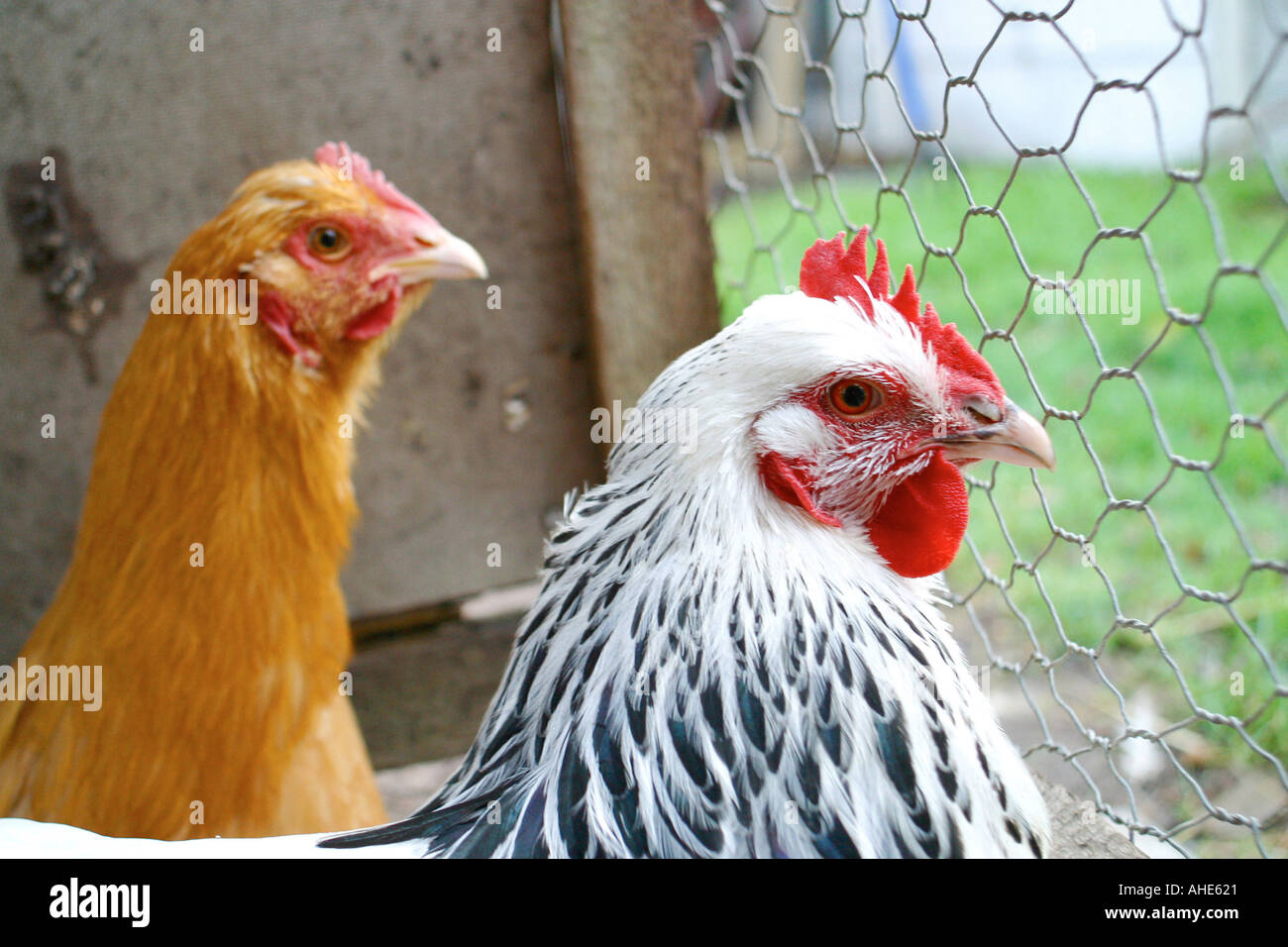 Two chickens in a henhouse Stock Photo - Alamy