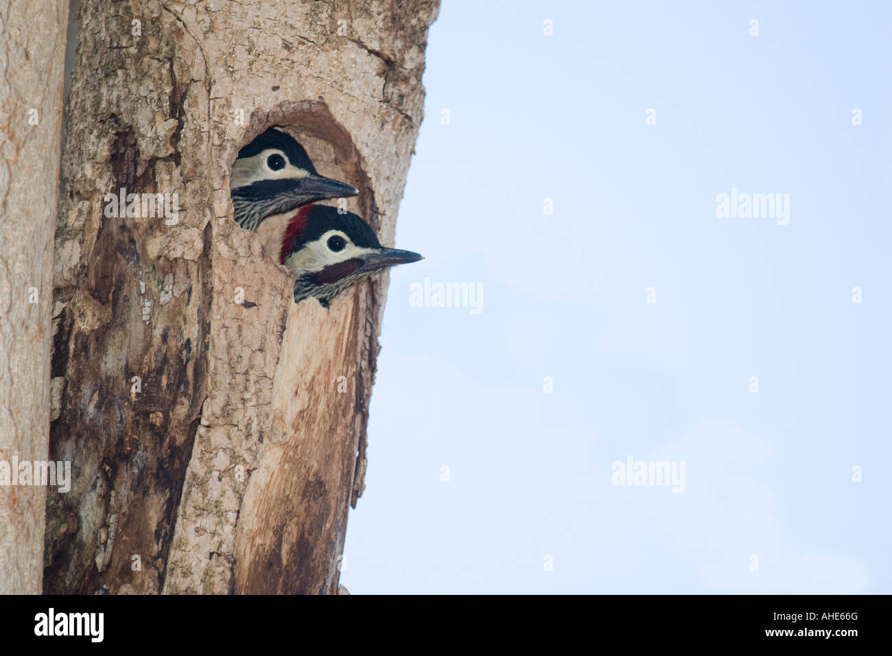 Woodpeckers in the nest. Picture taken in the Brazilian Cerrado. Birds ...