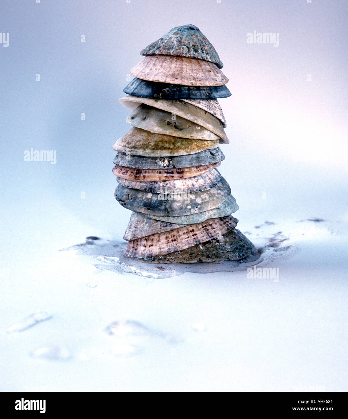 limpet shells stacked up Stock Photo - Alamy