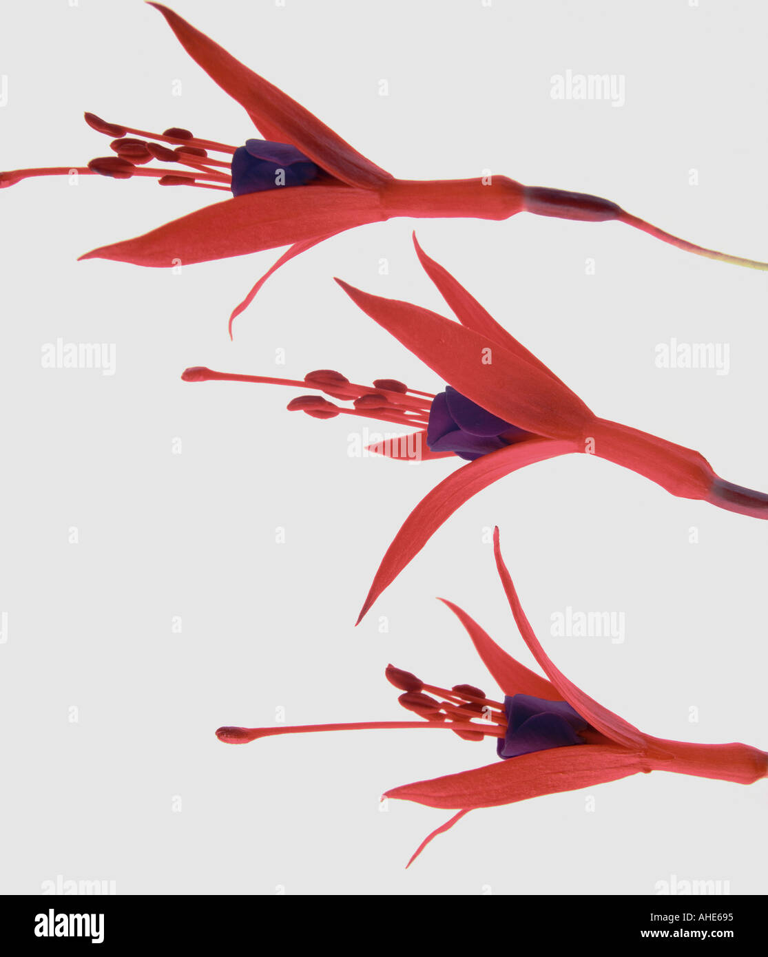 Fuschia hi-res stock photography and images - Alamy