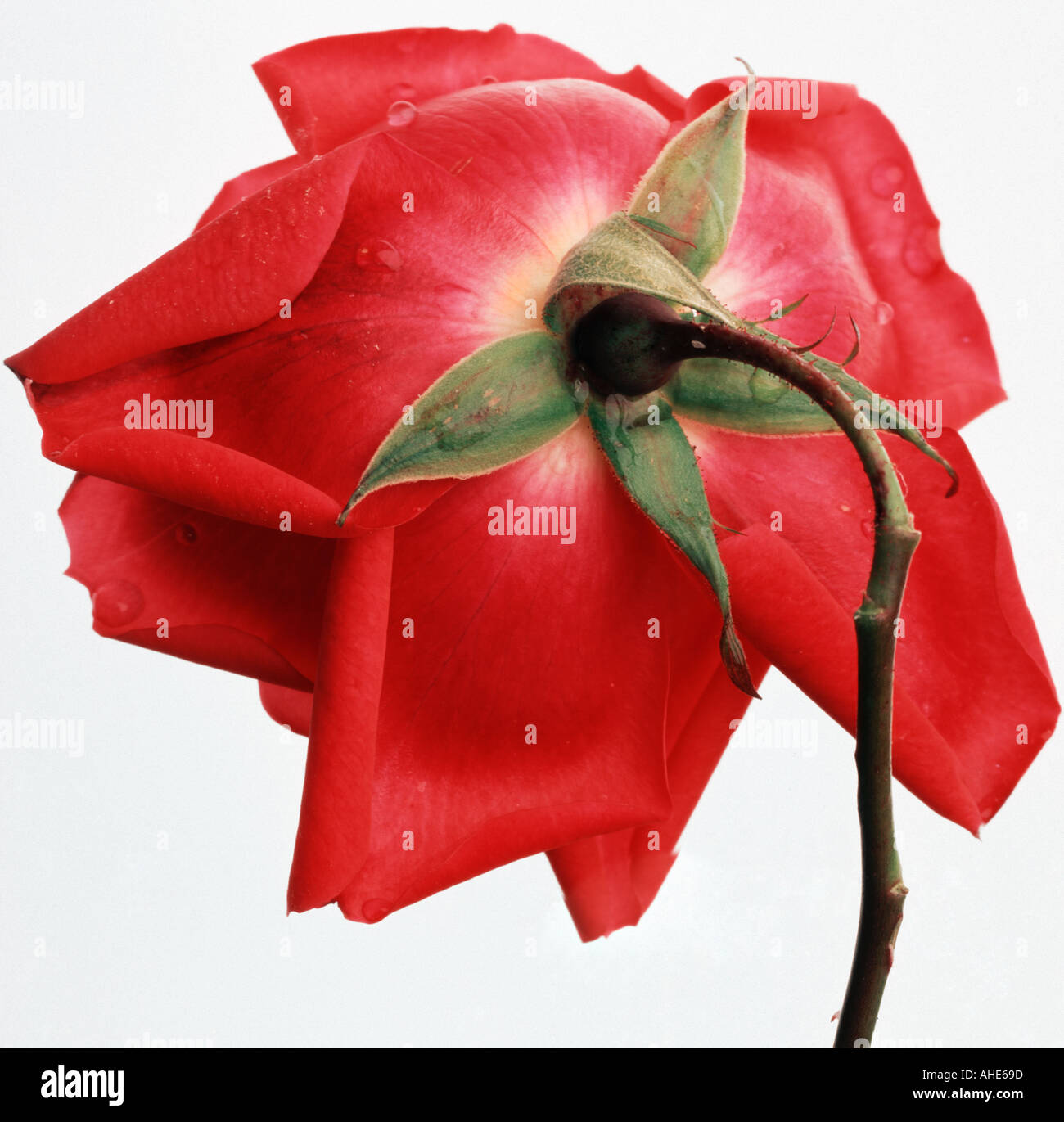 Rose rememberance hi-res stock photography and images - Alamy