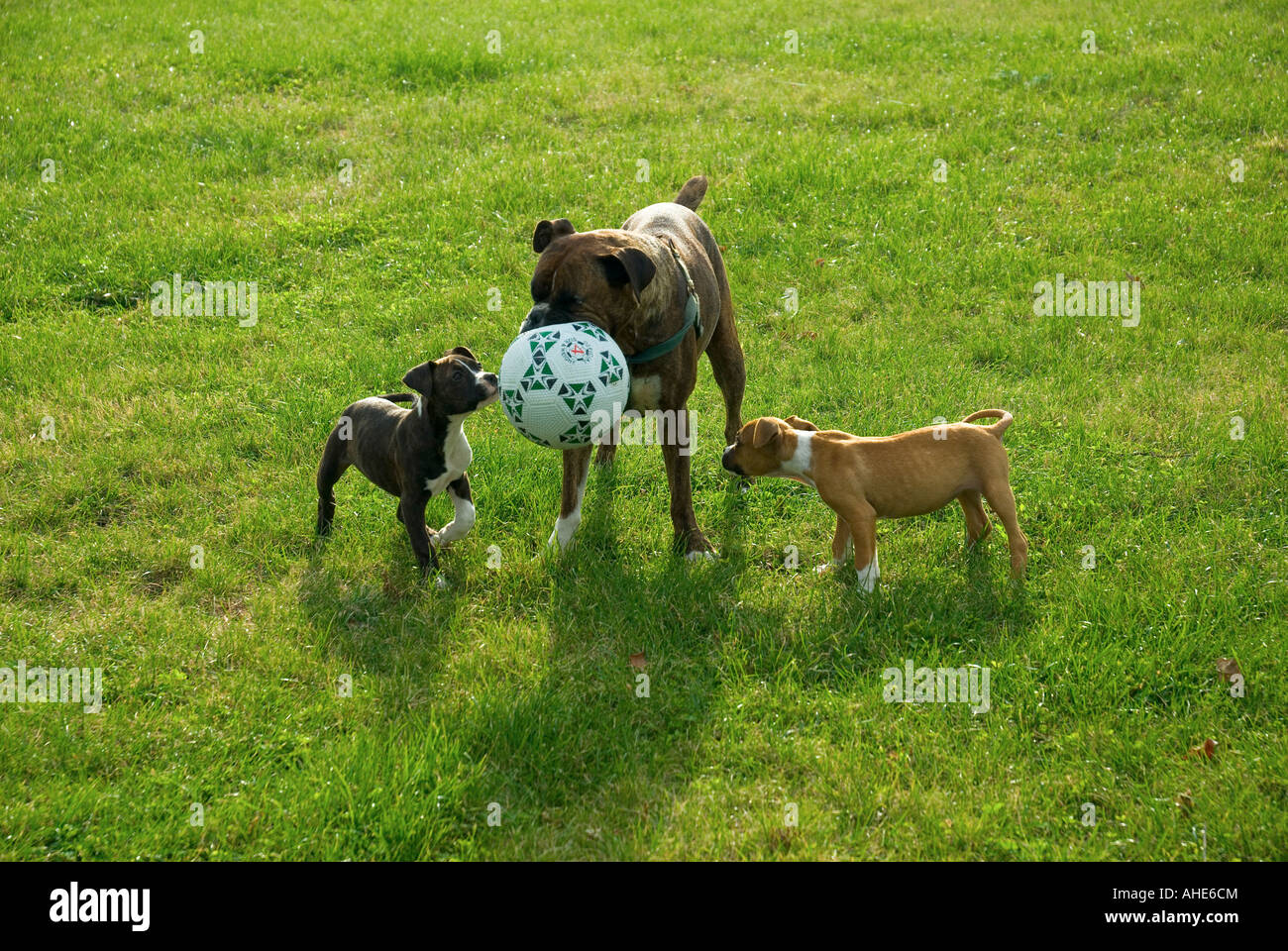 Dogs playing ball Stock Photo - Alamy