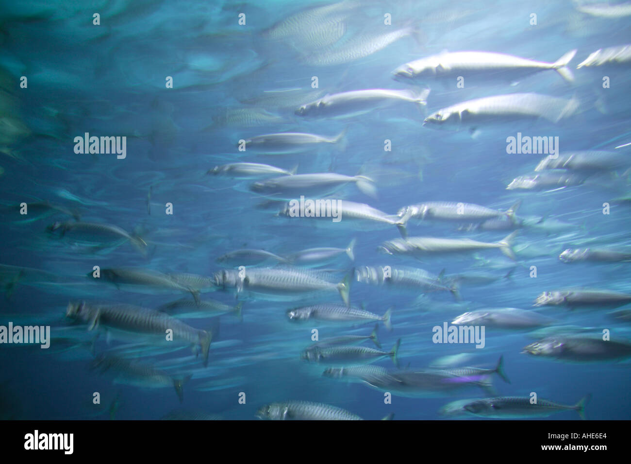 A school of Mackerel fish Stock Photo - Alamy
