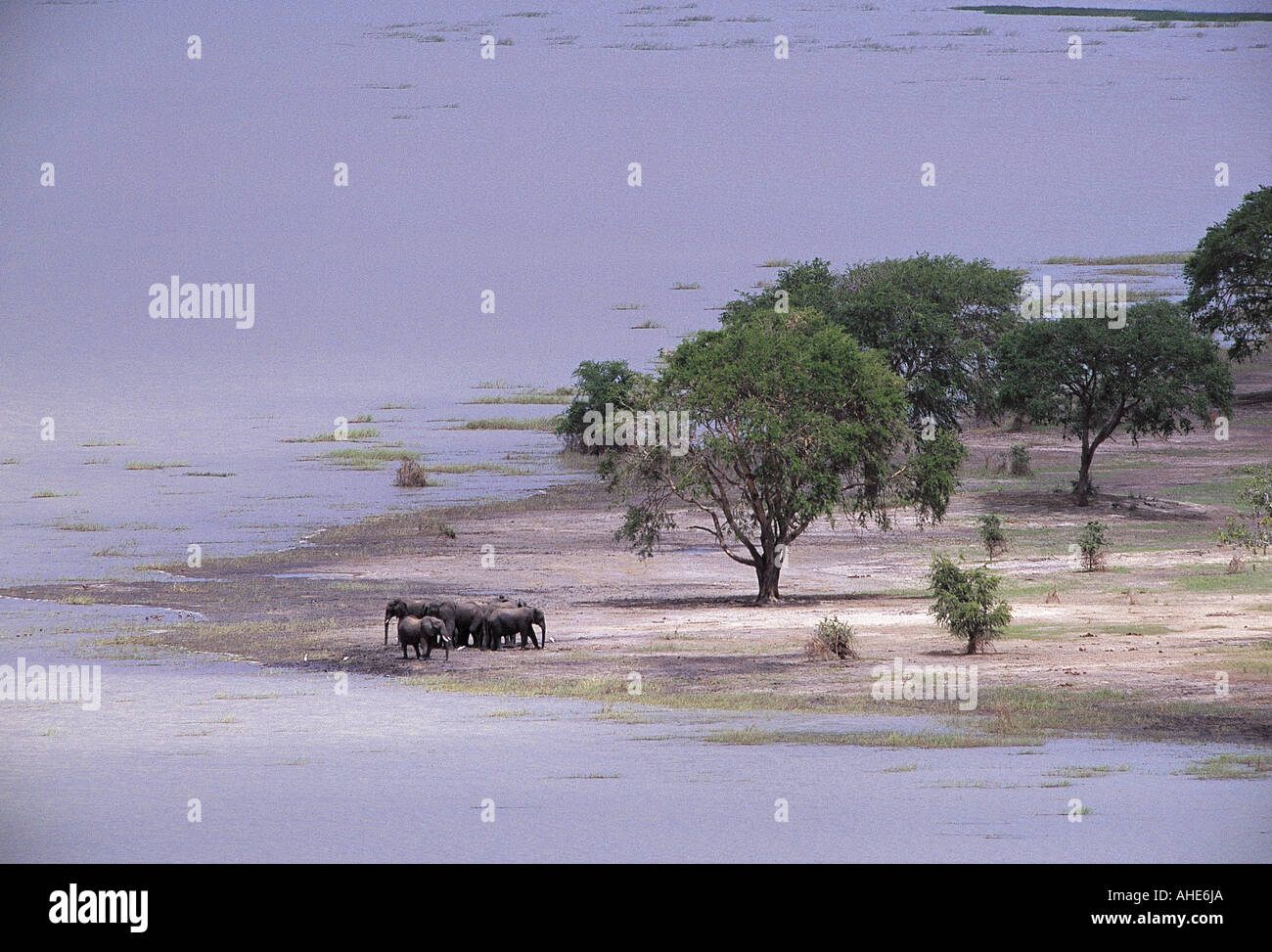 Elephants in Kazuni Lake, Malawi Stock Photo - Alamy