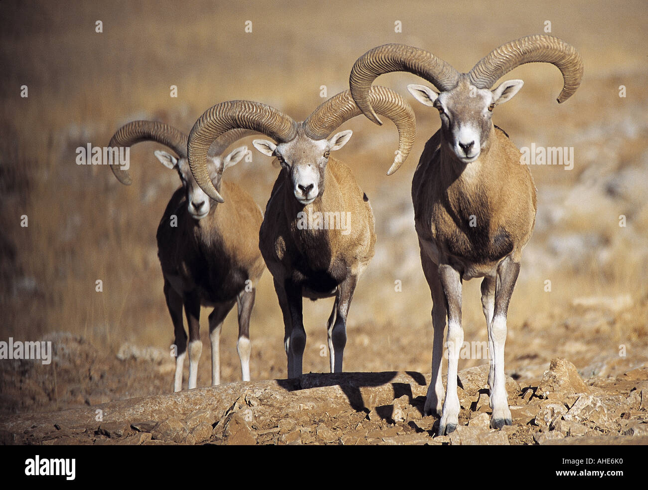 Ovis gmelinii anatolia turkey hi-res stock photography and images - Alamy
