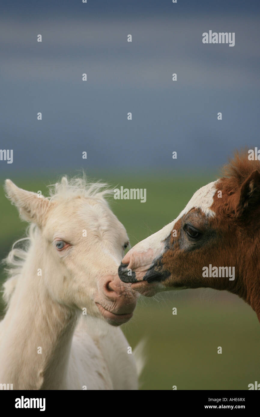 Two foals playing Stock Photo - Alamy