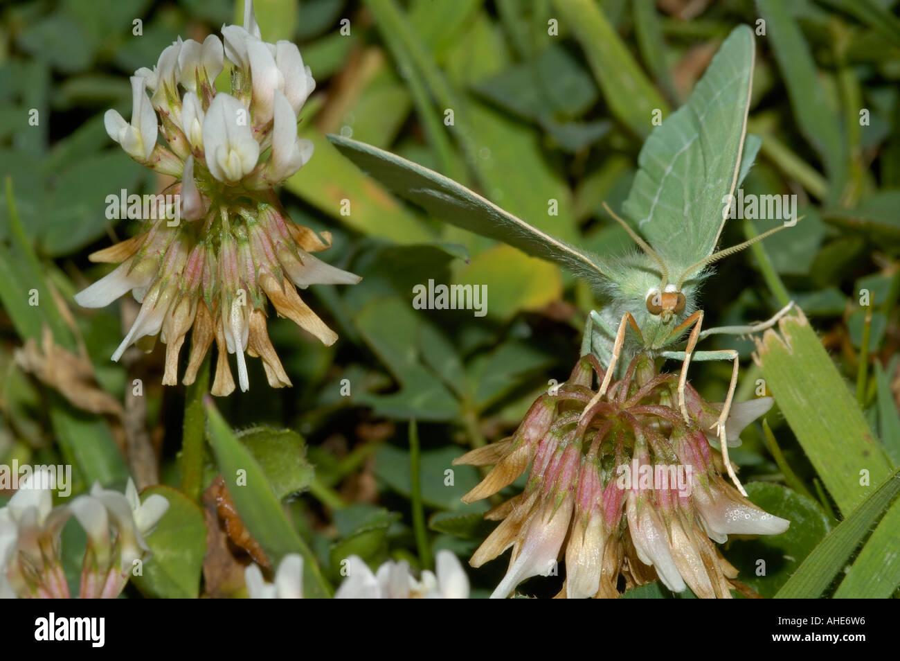 Small emerald moth hemistola chrysoprasaria hi-res stock photography ...
