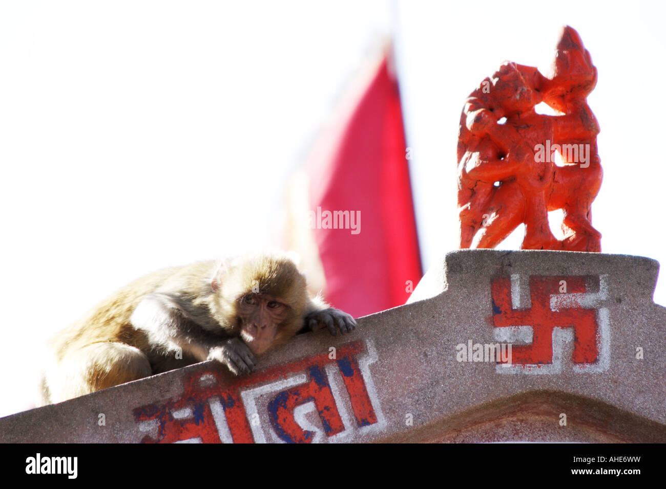 Monkey baring teeth hi-res stock photography and images - Alamy