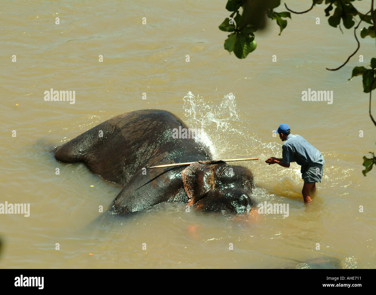 Elephant being washed in Pinnawela Elephant Orphanage Sri Lanka Stock ...