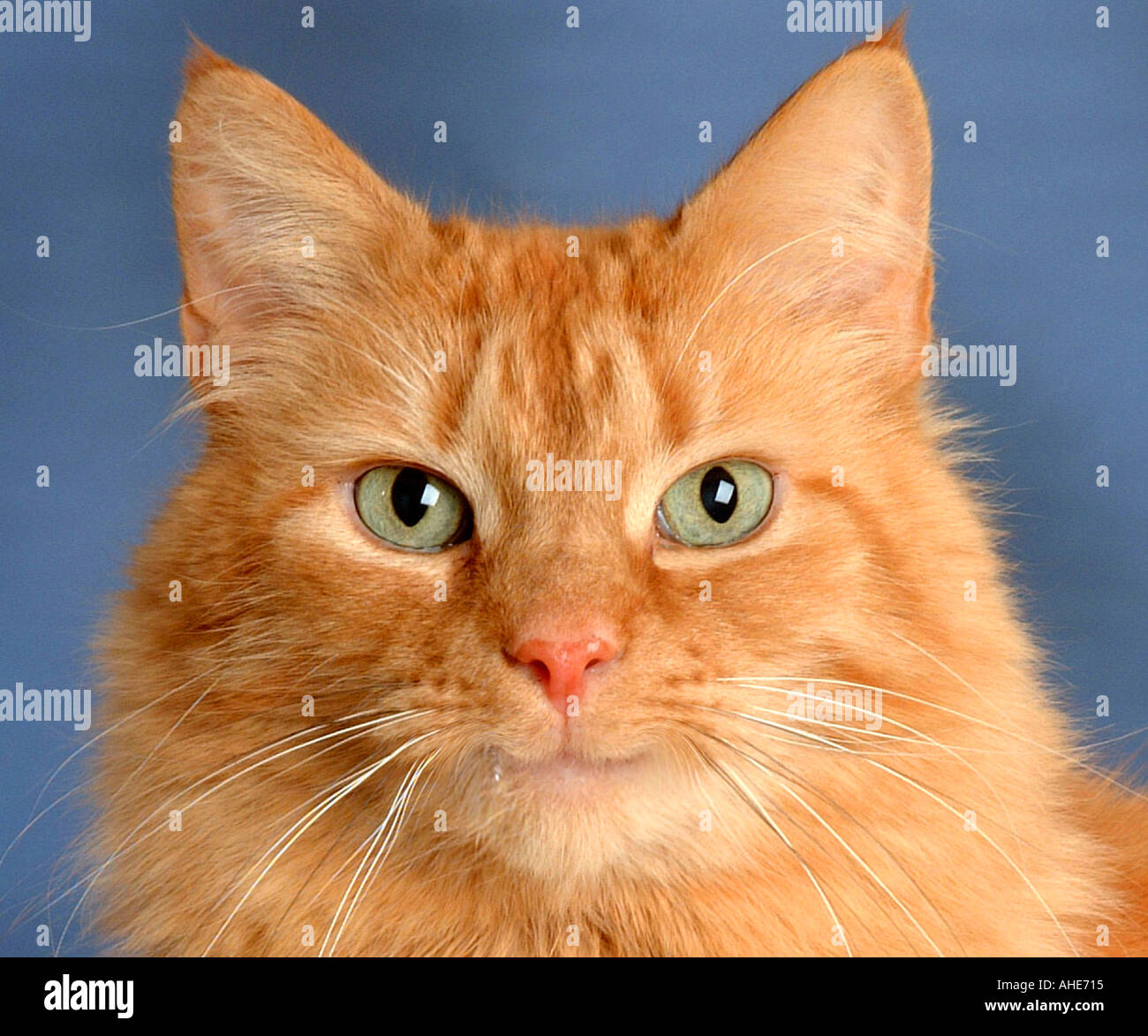 Smile mischievous cat dribble hi-res stock photography and images - Alamy