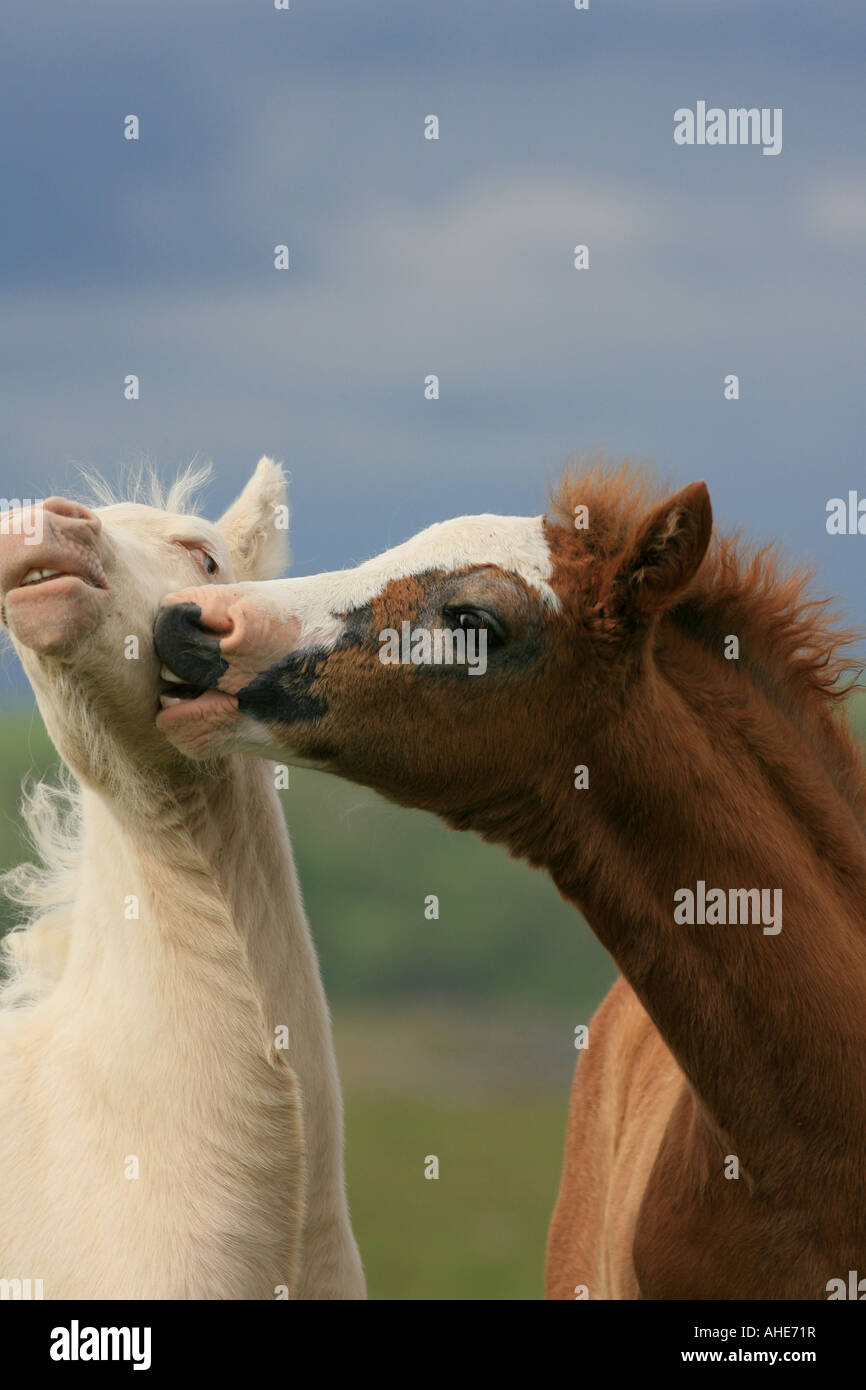 Two foals playing Stock Photo - Alamy