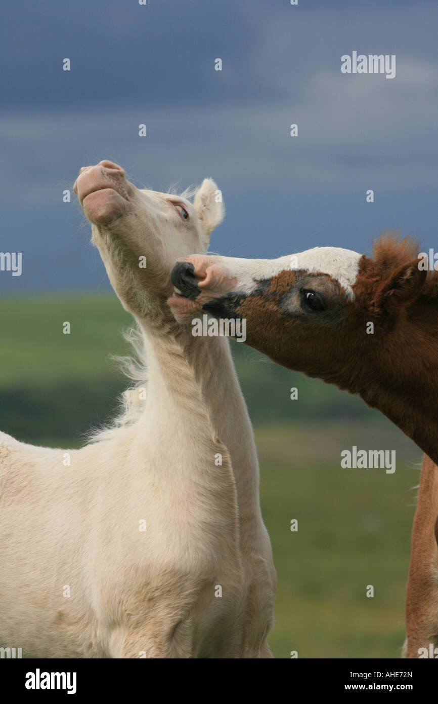 Two foals playing Stock Photo - Alamy