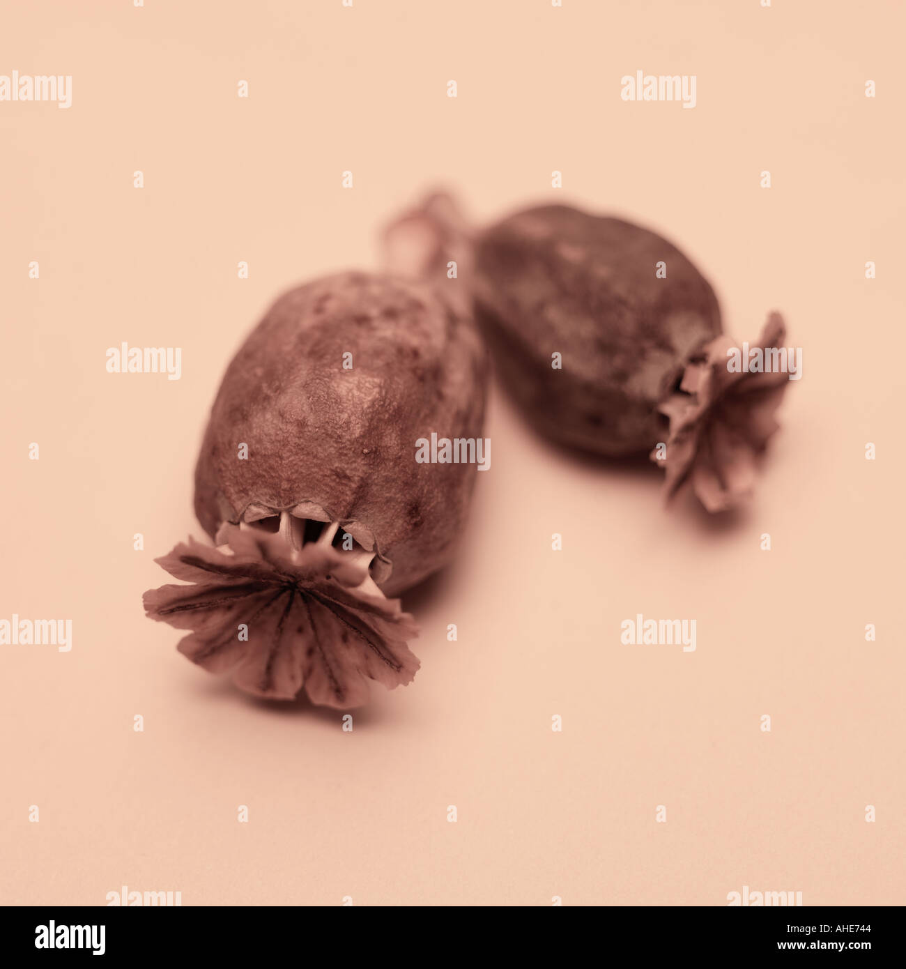 Desiccated seed pods hi-res stock photography and images - Alamy