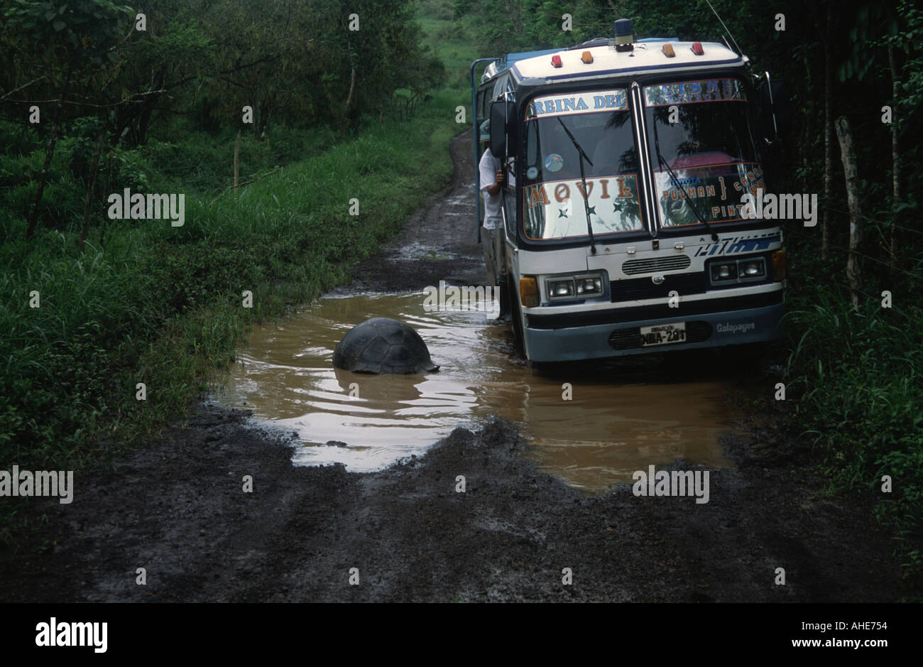 Bus avoiding wild giant tortoise in puddle Galapagos Islands Ecuador ...