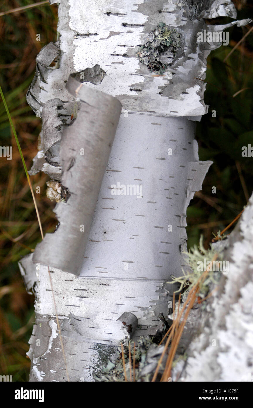 Birch tree in Northern Minnesota Stock Photo - Alamy